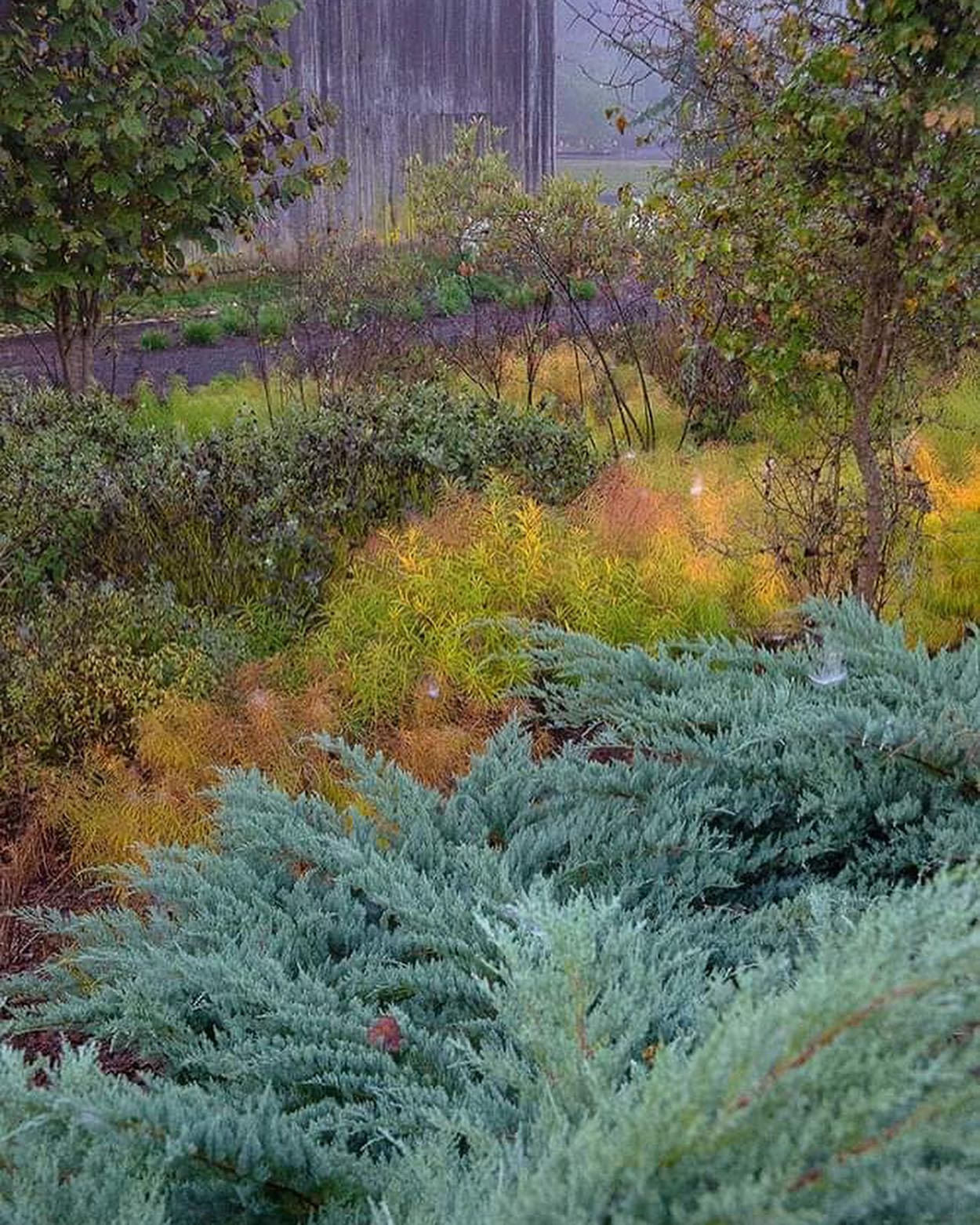 Your Ultimate Native Plant Landscape Guide: Here are the Native Plants ...