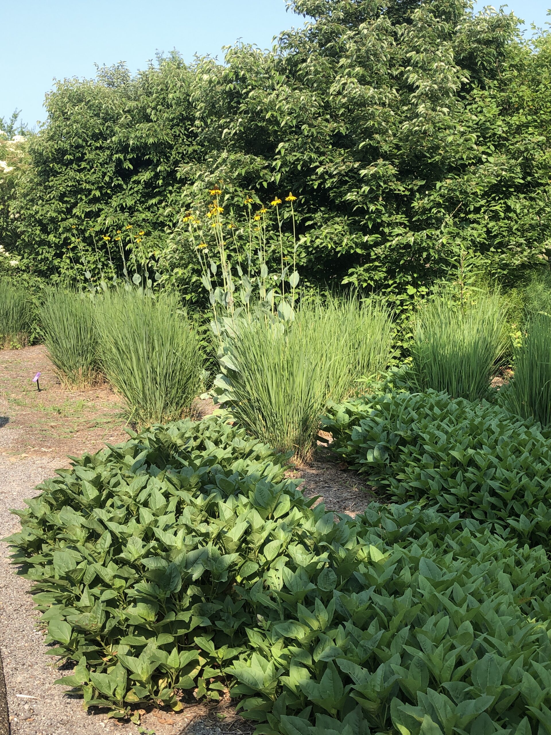 Your Ultimate Native Plant Landscape Guide: Here are the Native Plants ...