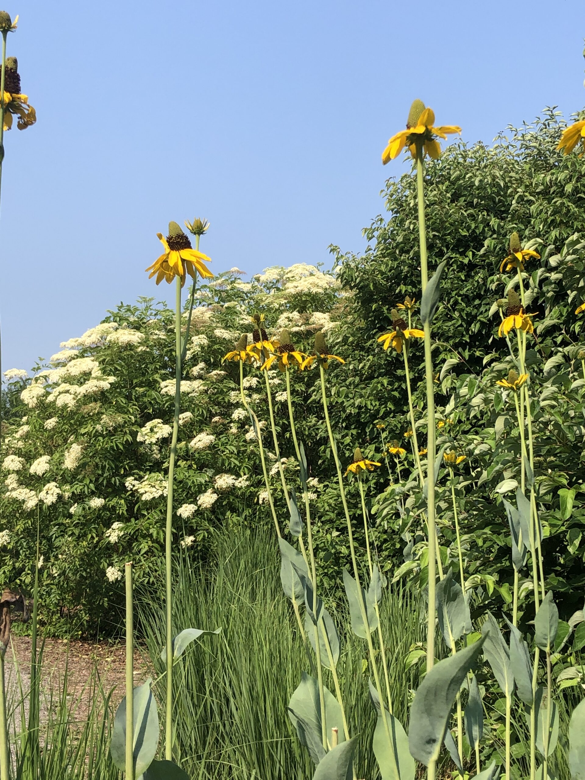 Your Ultimate Native Plant Landscape Guide: Here are the Native Plants ...