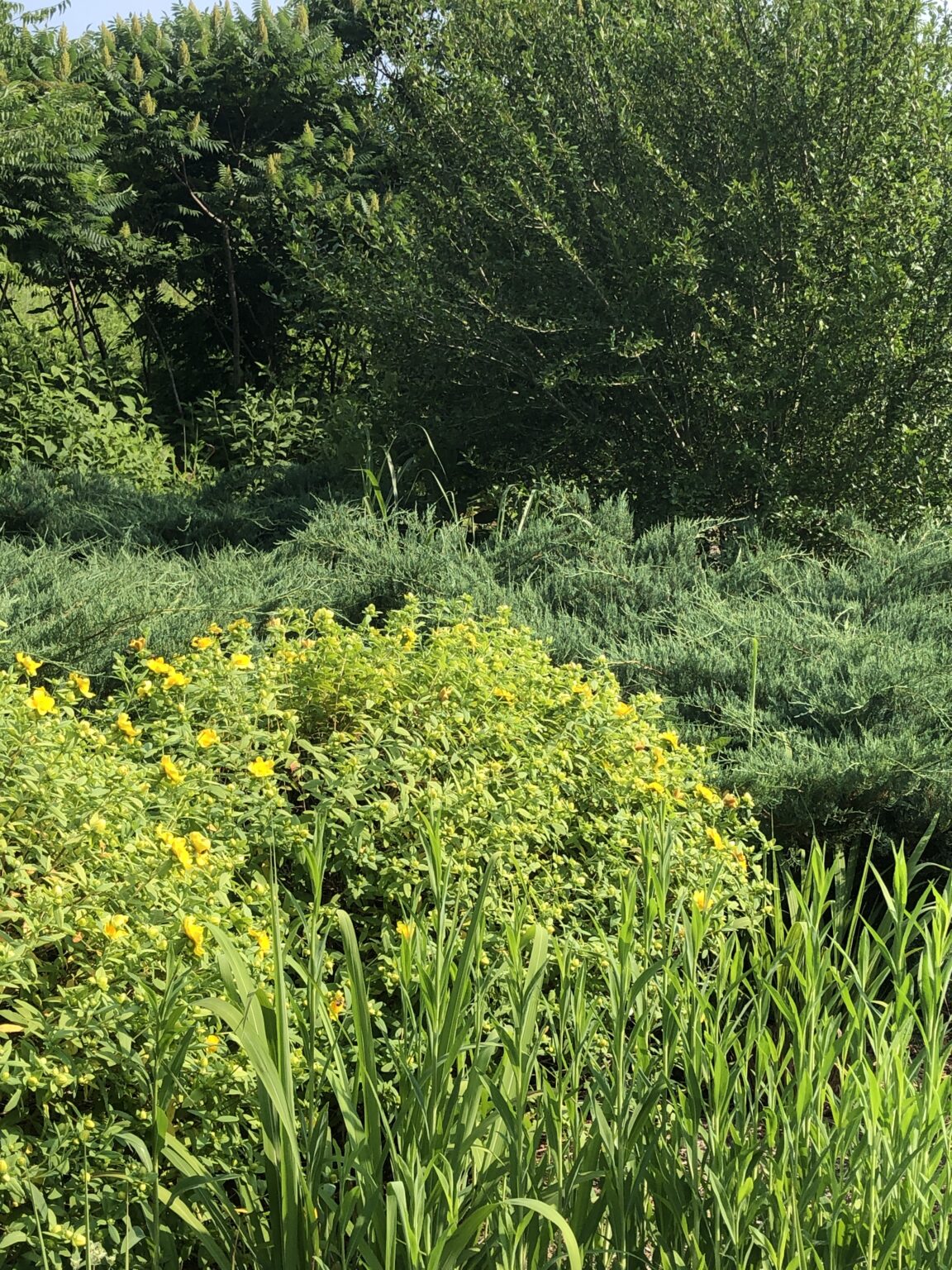 Your Ultimate Native Plant Landscape Guide: Here are the Native Plants ...
